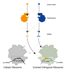 Reprogramming translation