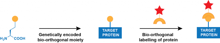 Protein labeling and imaging