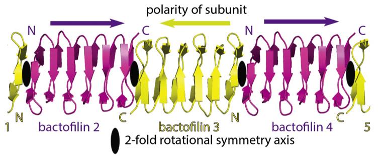 timeline | The Bacterial Cytoskeleton and other Molecular Machines