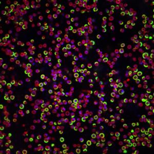 Archaeal Cell Biology