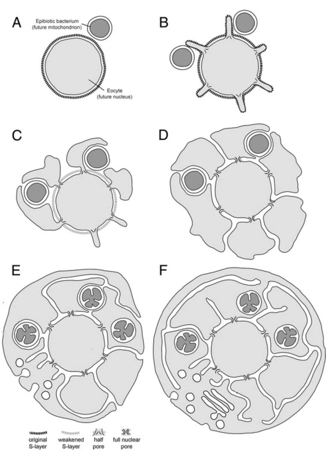 Asgard Archaea and the Origin of Eukaryotes