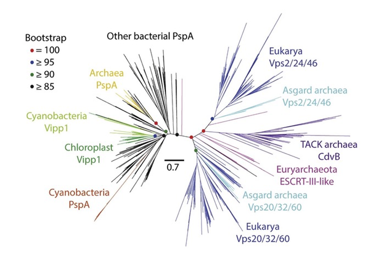 Asgard Archaea and the Origin of Eukaryotes
