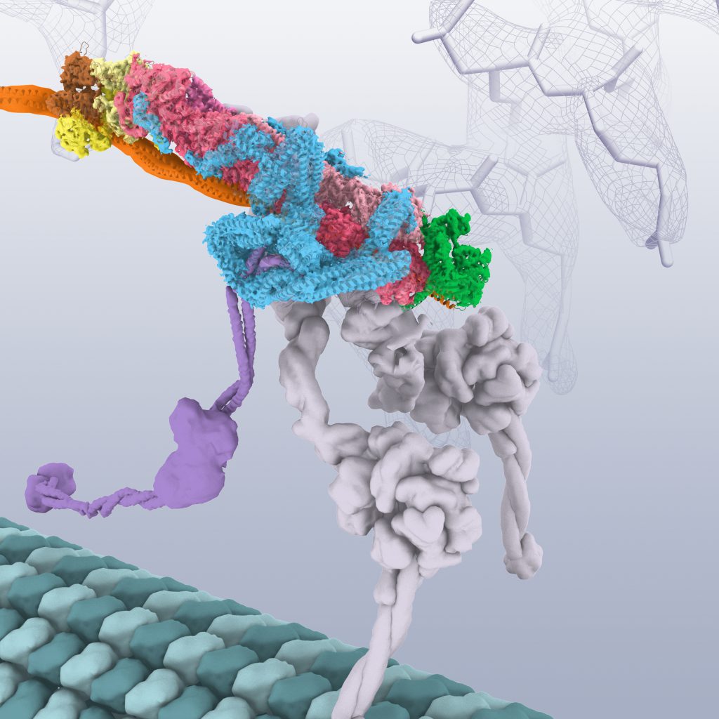 Carter Laboratory – The structure and mechanism of dyneins