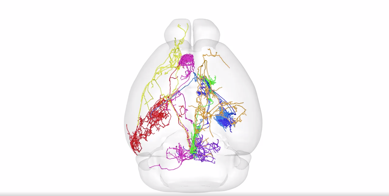 Ren Lab – perceive, conceive, achieve