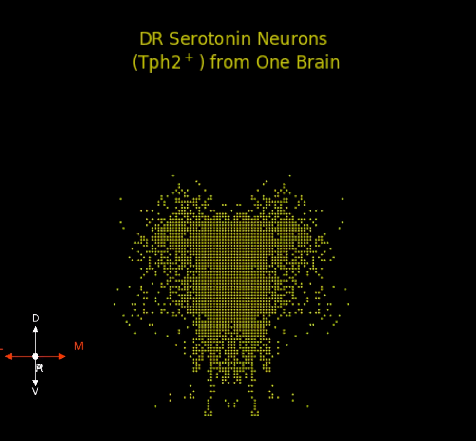 Ren Lab – perceive, conceive, achieve