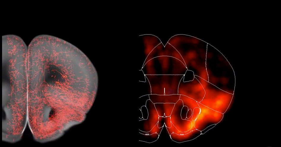 Ren Lab – perceive, conceive, achieve