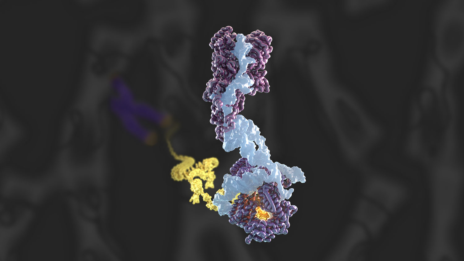 First atomic model of human telomerase constructed by electron cryo ...