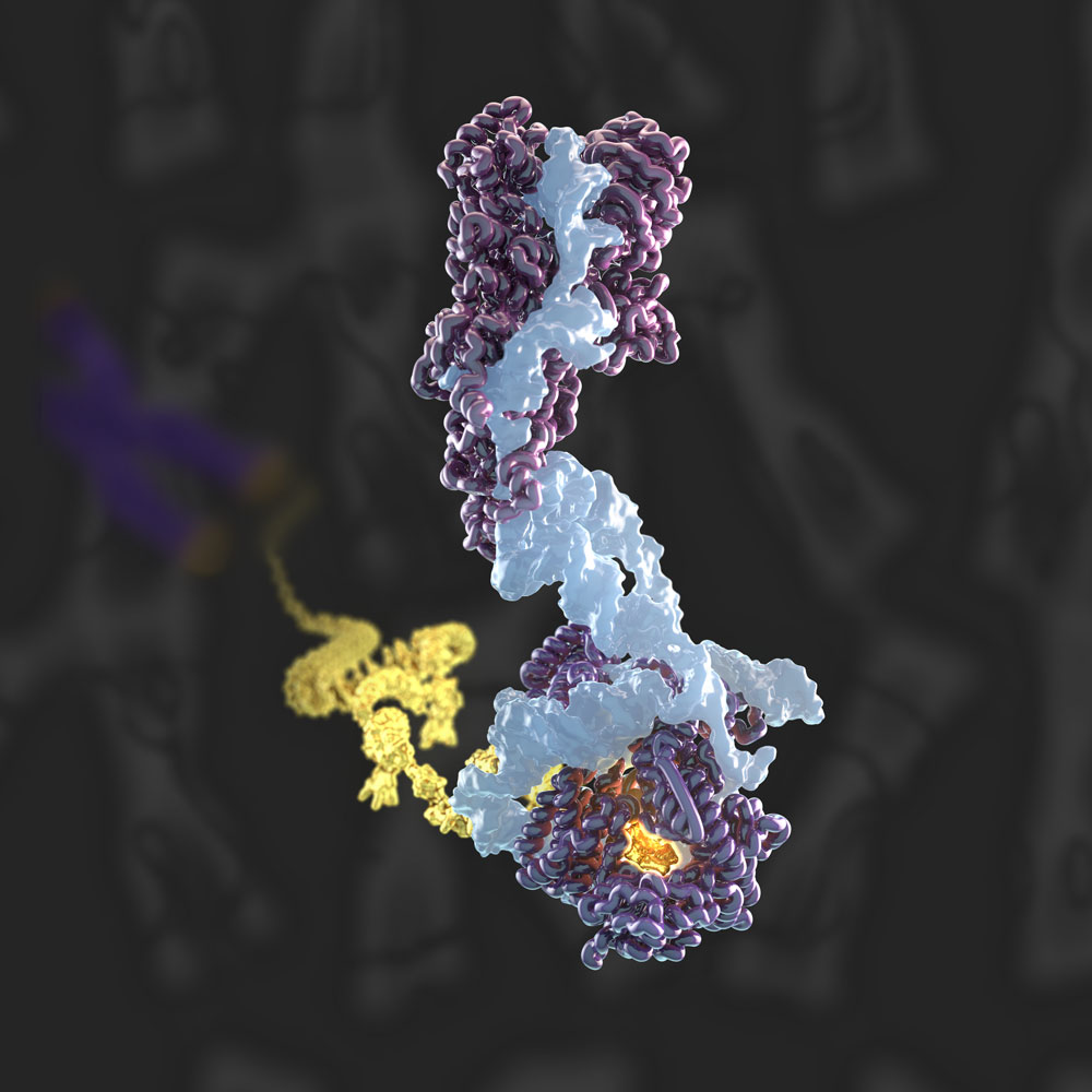 First atomic model of human telomerase constructed by electron cryo ...