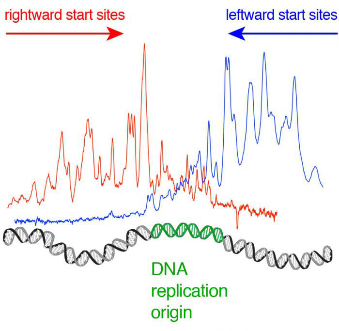 How replication of DNA is initiated at origins - MRC Laboratory of ...