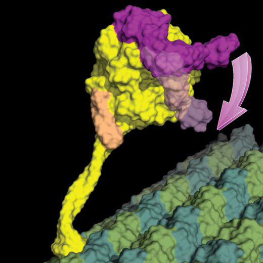 Structure of human dynein shows the powerstroke mechanism - MRC ...