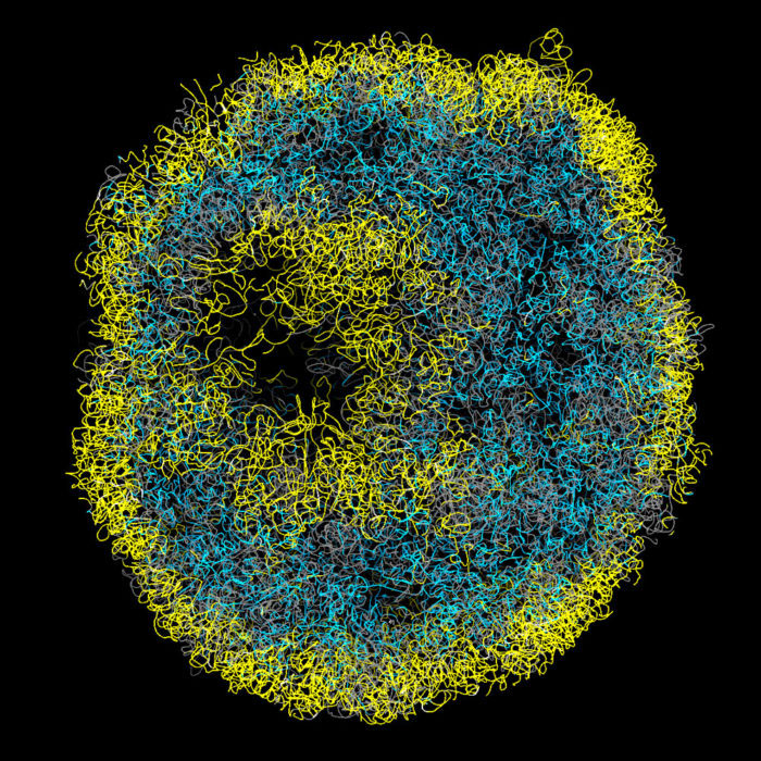 First complete 3D genome structure from individual mammalian cells ...