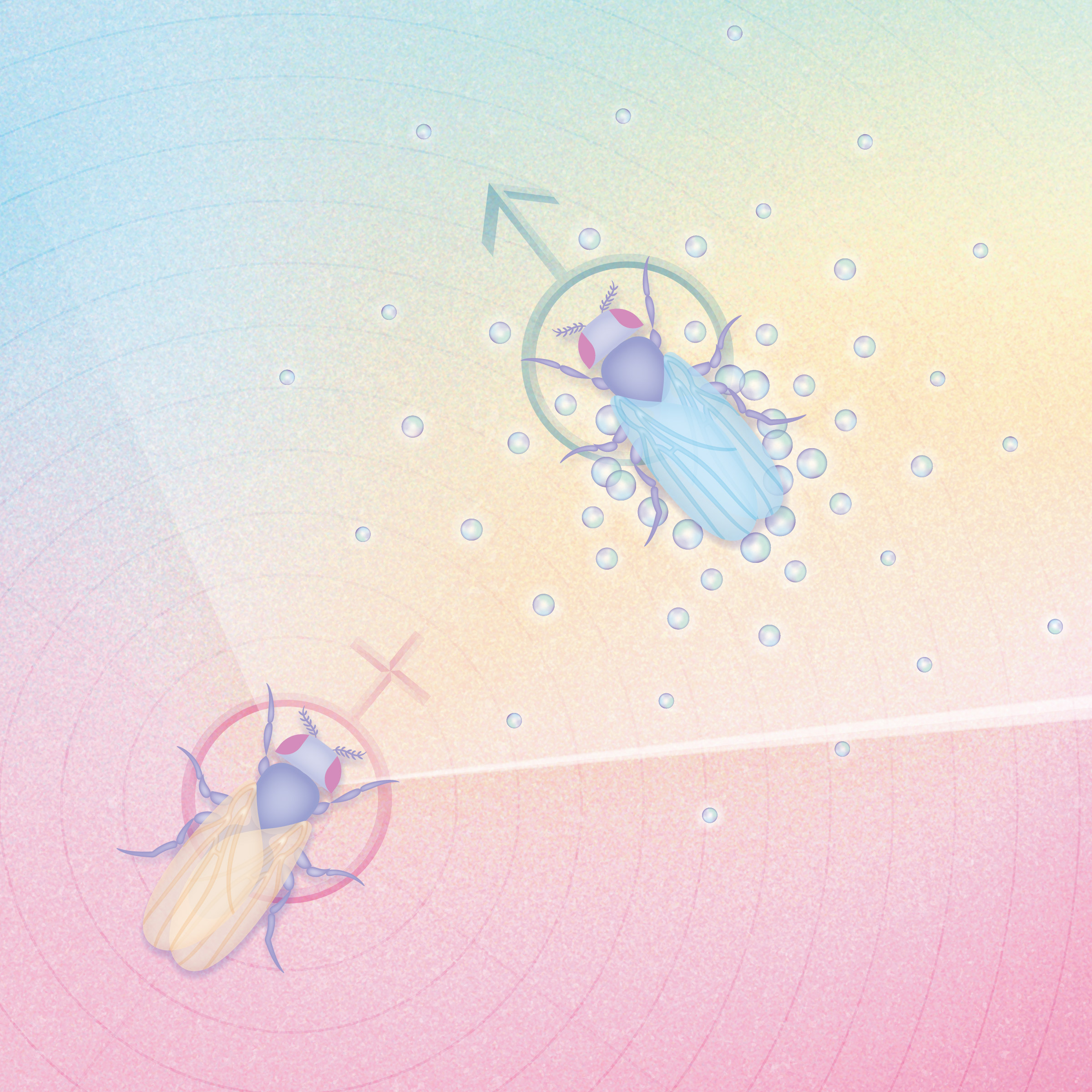 How flies use smell to determine the identity and position of other ...