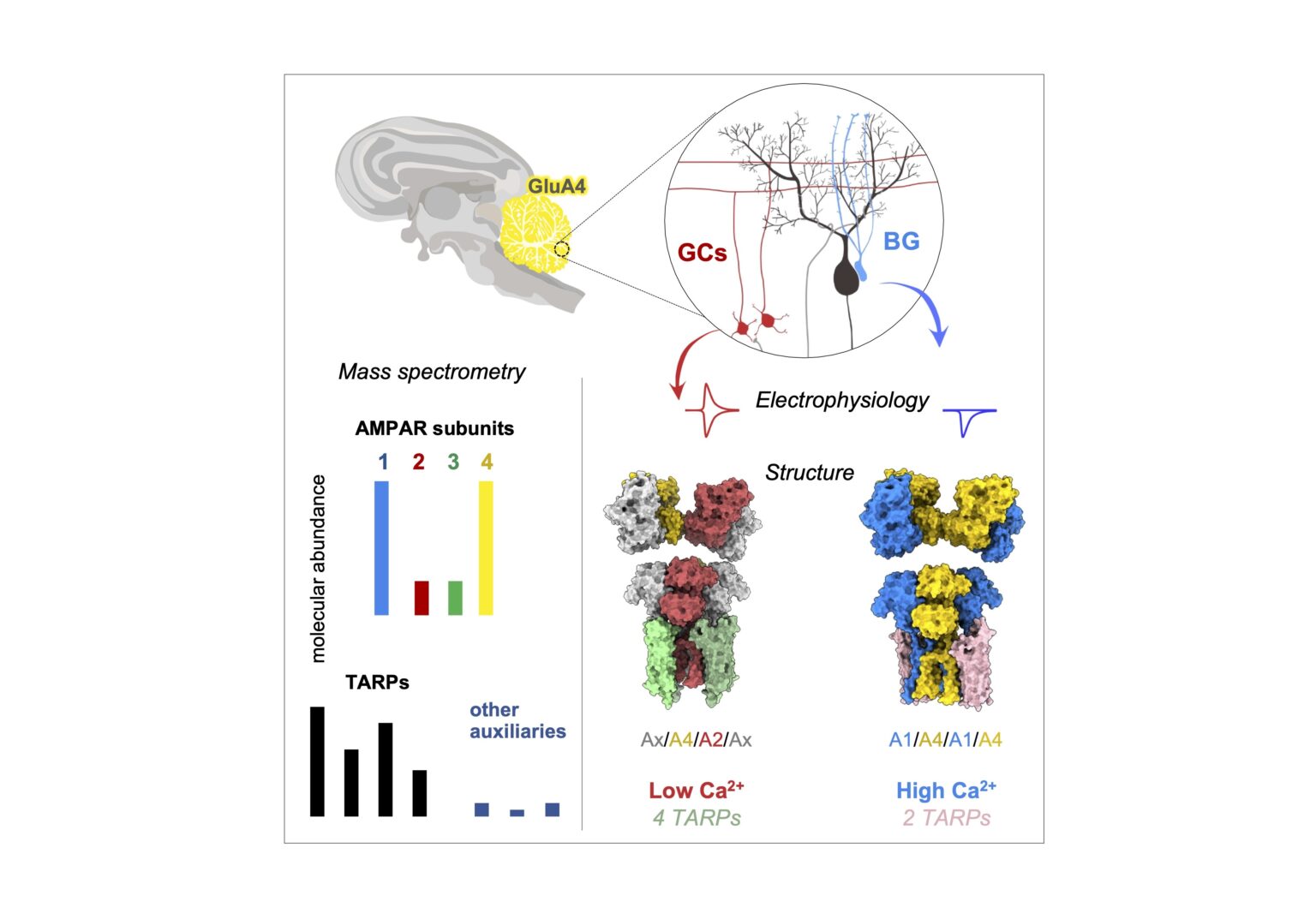 Distinct AMPA receptor sub-types reside within glial and neuronal cells ...