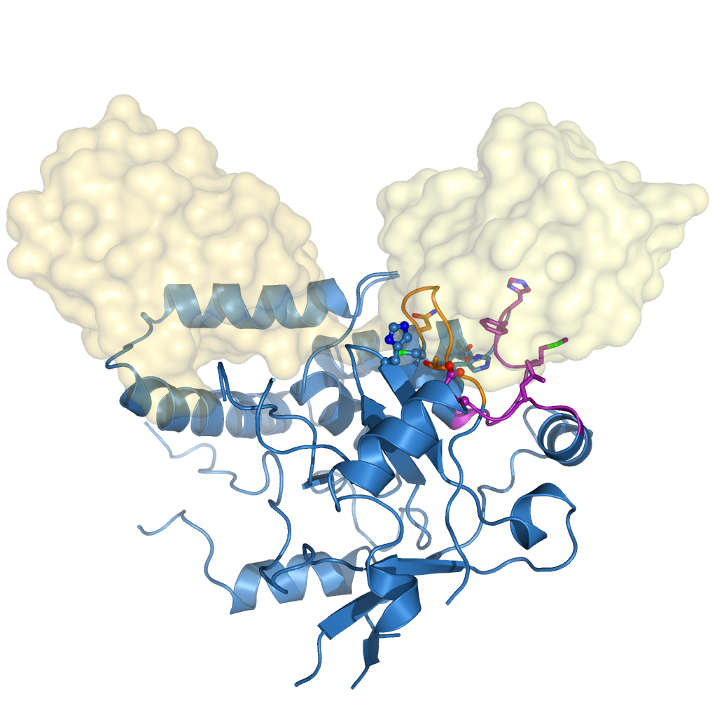 New insights into the mechanism of ubiquitin chain cleavage - MRC ...
