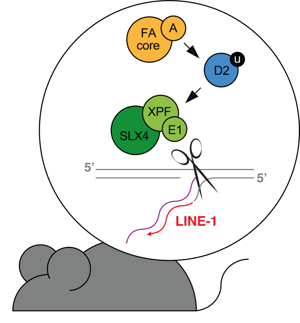 Repurposed DNA repair factors prevent expansions of ‘parasitic’ genomic ...