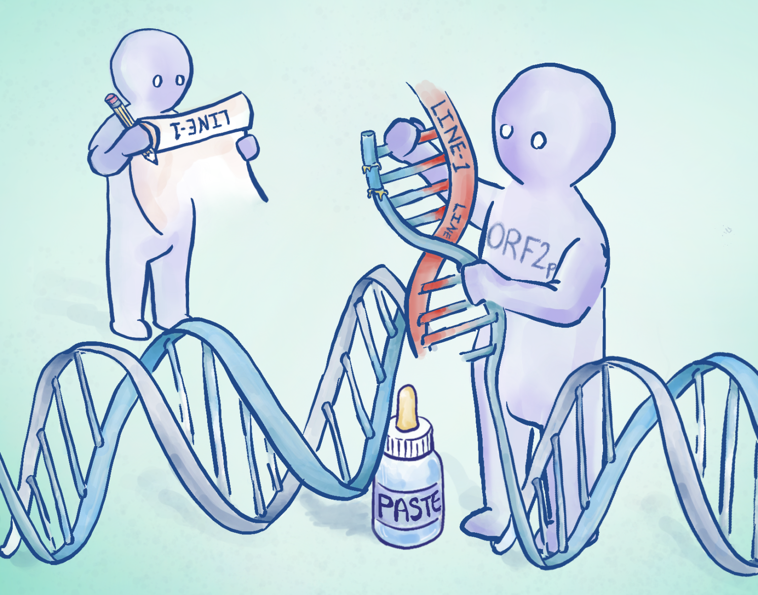 Writing the LINE-1s: How does LINE-1 remodel human DNA to insert its ...
