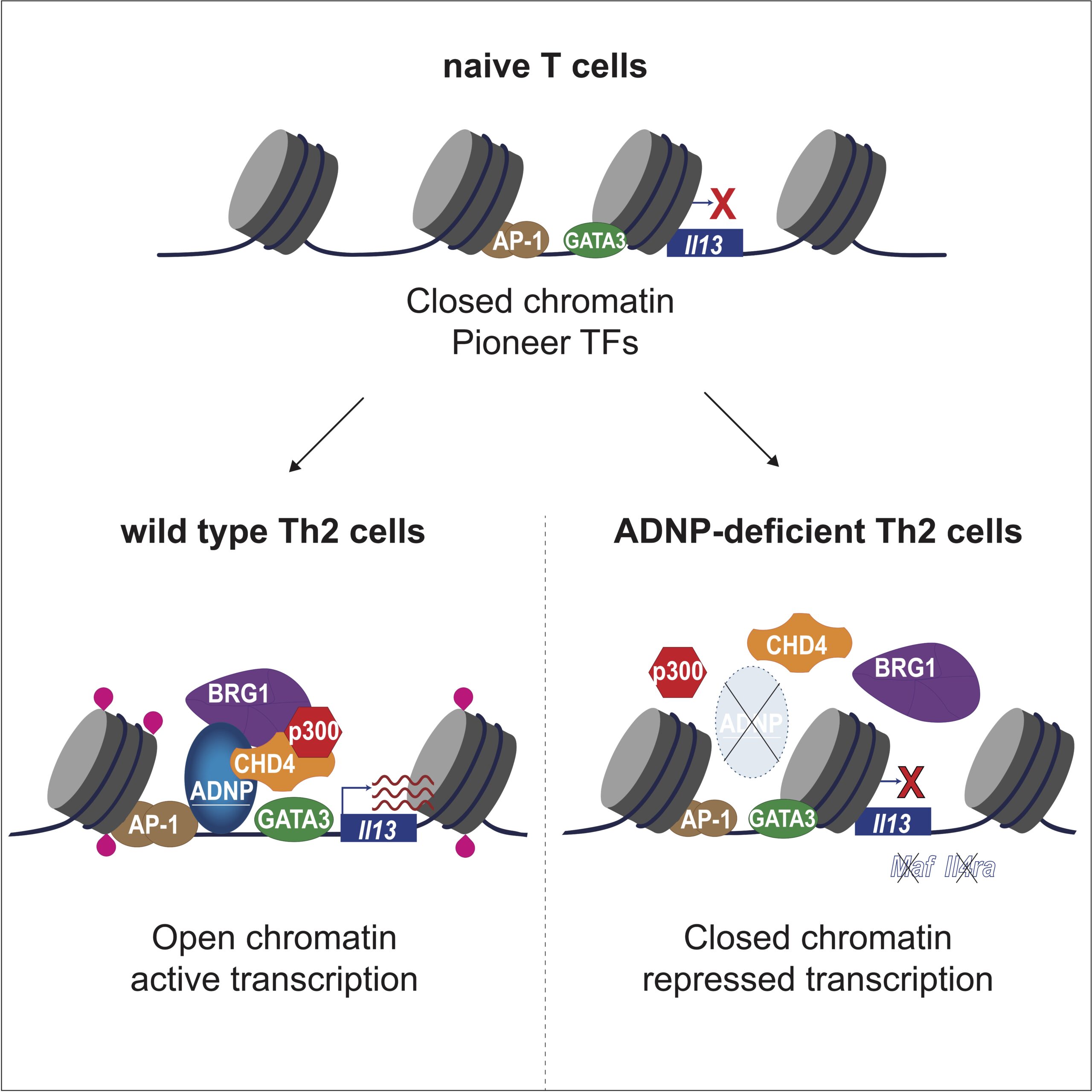 Neuroprotective protein ADNP is vital to immune reactions to allergens ...