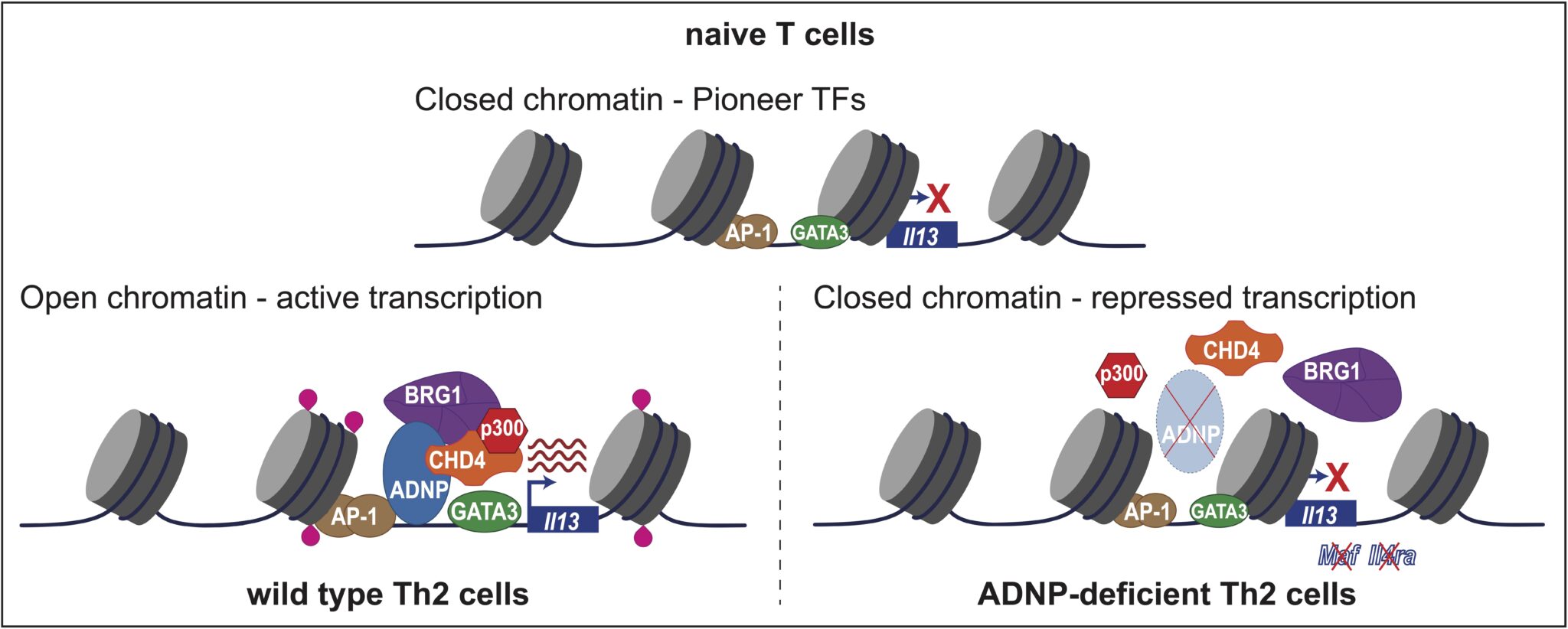 Neuroprotective protein ADNP is vital to immune reactions to allergens ...