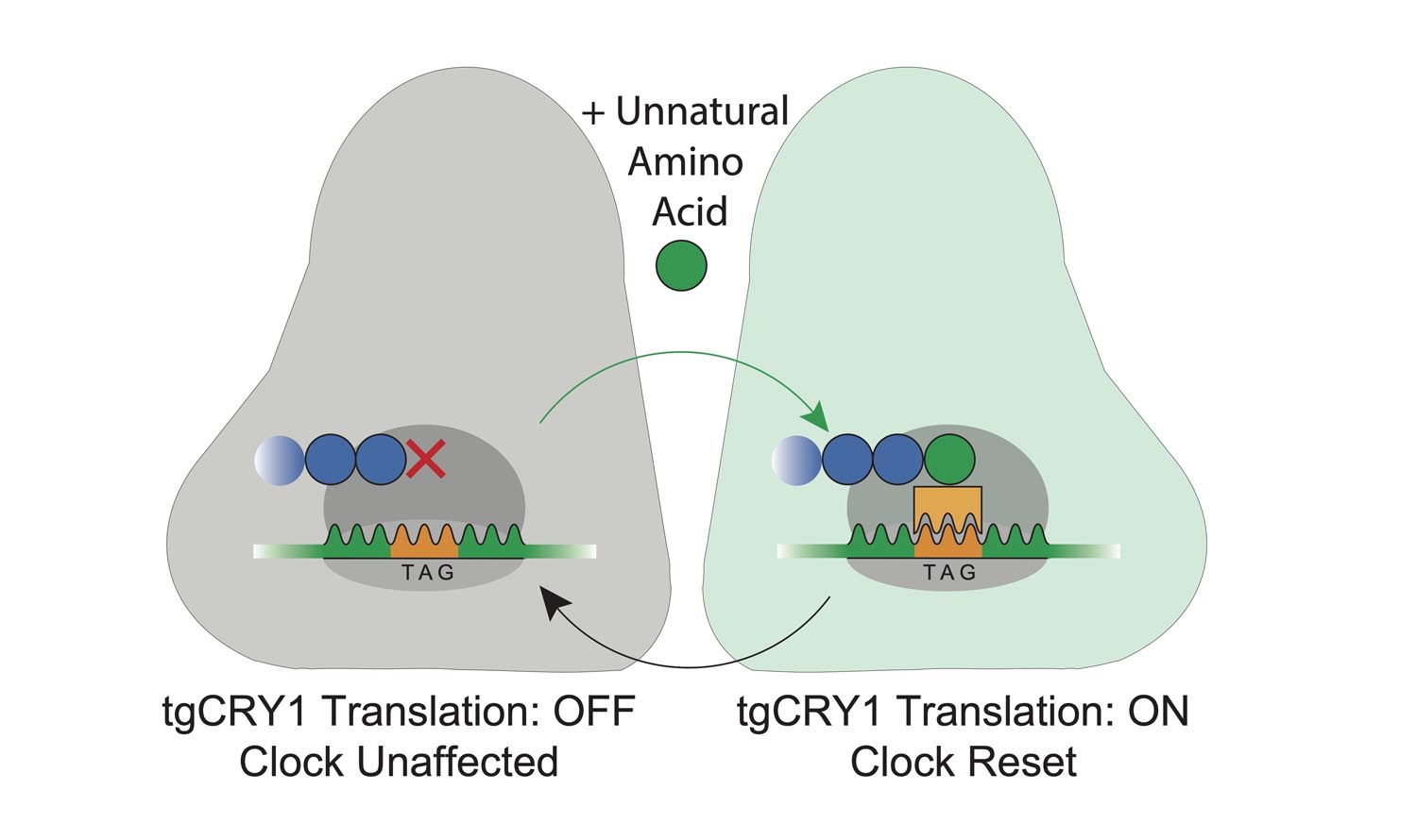 Mammalian clock gene Cryptochrome 1 is crucial to suprachiasmatic ...
