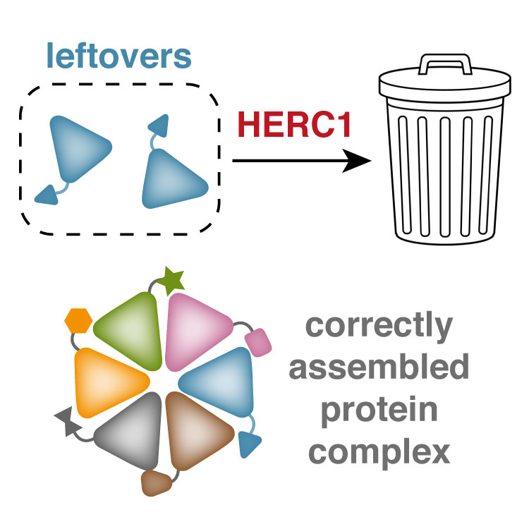 Pathway behind disposal of ‘orphan’ proteins identified - MRC ...