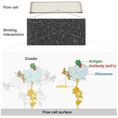 New deep screening technique enables rapid discovery of high-affinity ...