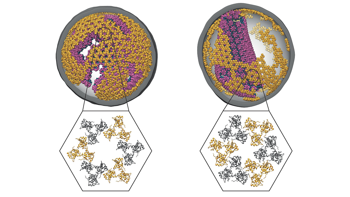 Unexpected matrix protein rearrangements seen in structures from intact ...