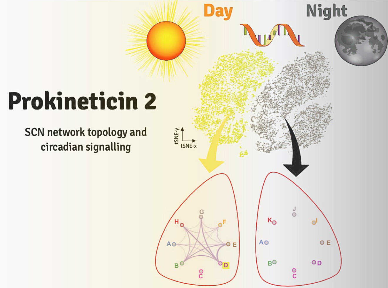 Advanced understanding of how suprachiasmatic nucleus regulates the ...