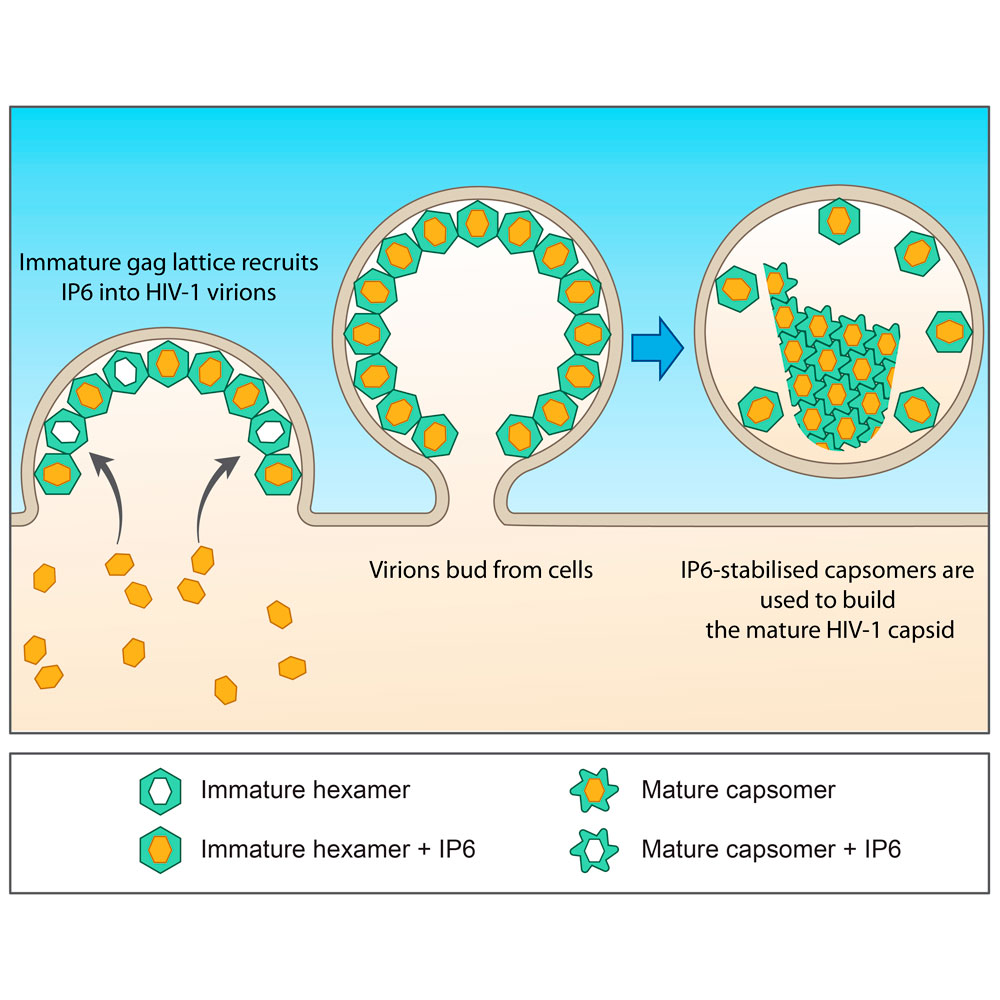 HIV-1 needs the cell metabolite IP6 to build its capsid and infect ...