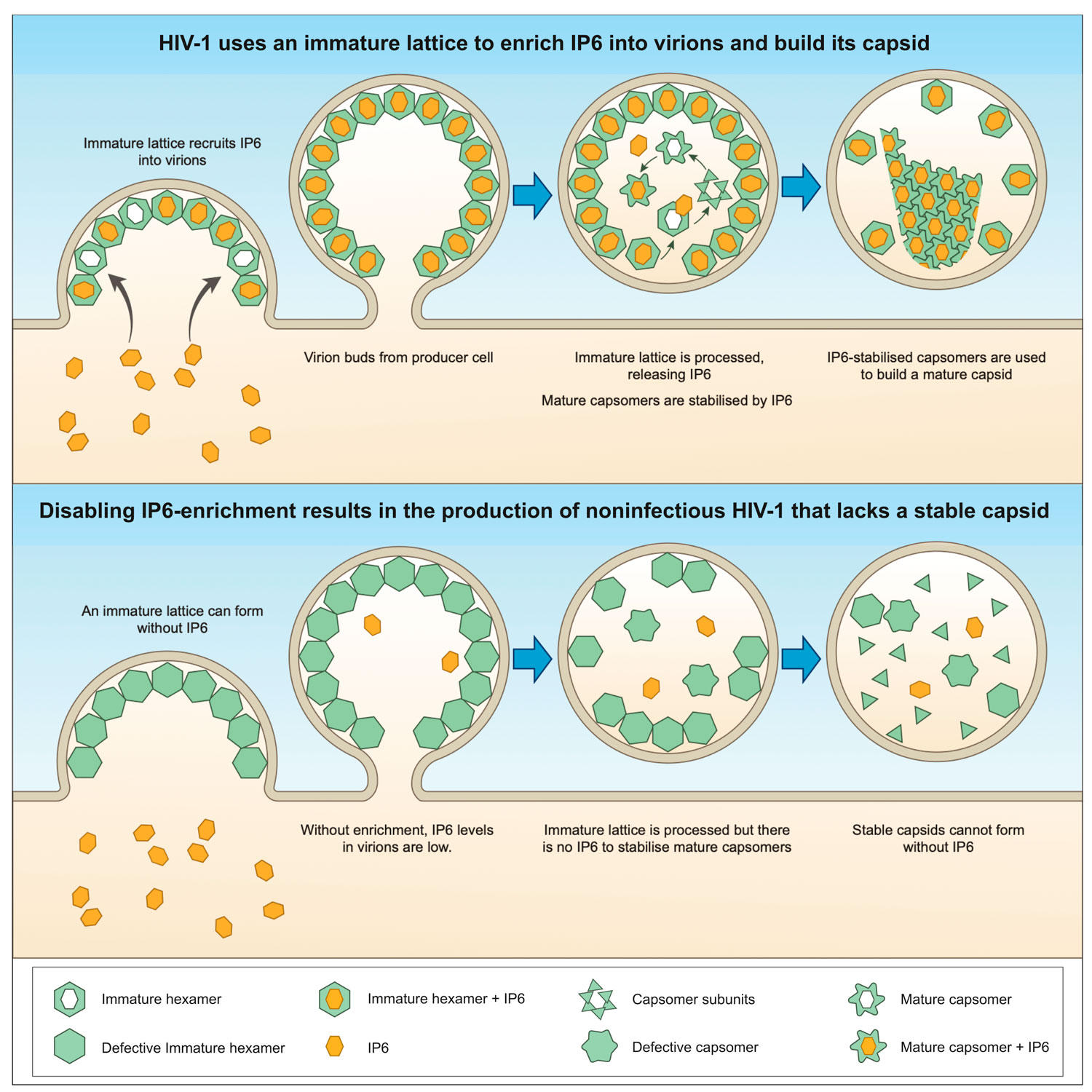 HIV-1 needs the cell metabolite IP6 to build its capsid and infect ...