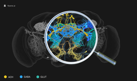First map of the neurotransmitters used in the fruit fly brain - MRC ...
