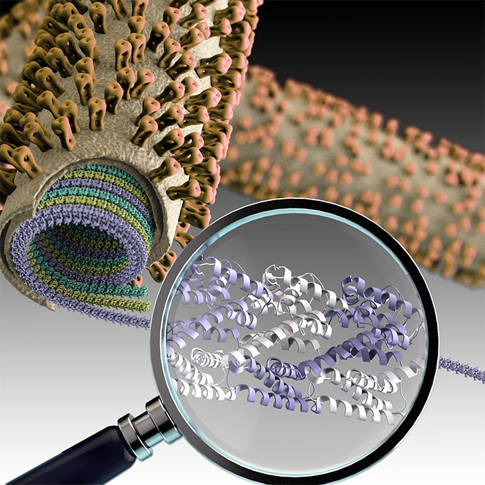 Structural clues for influenza virus assembly and disassembly - MRC ...
