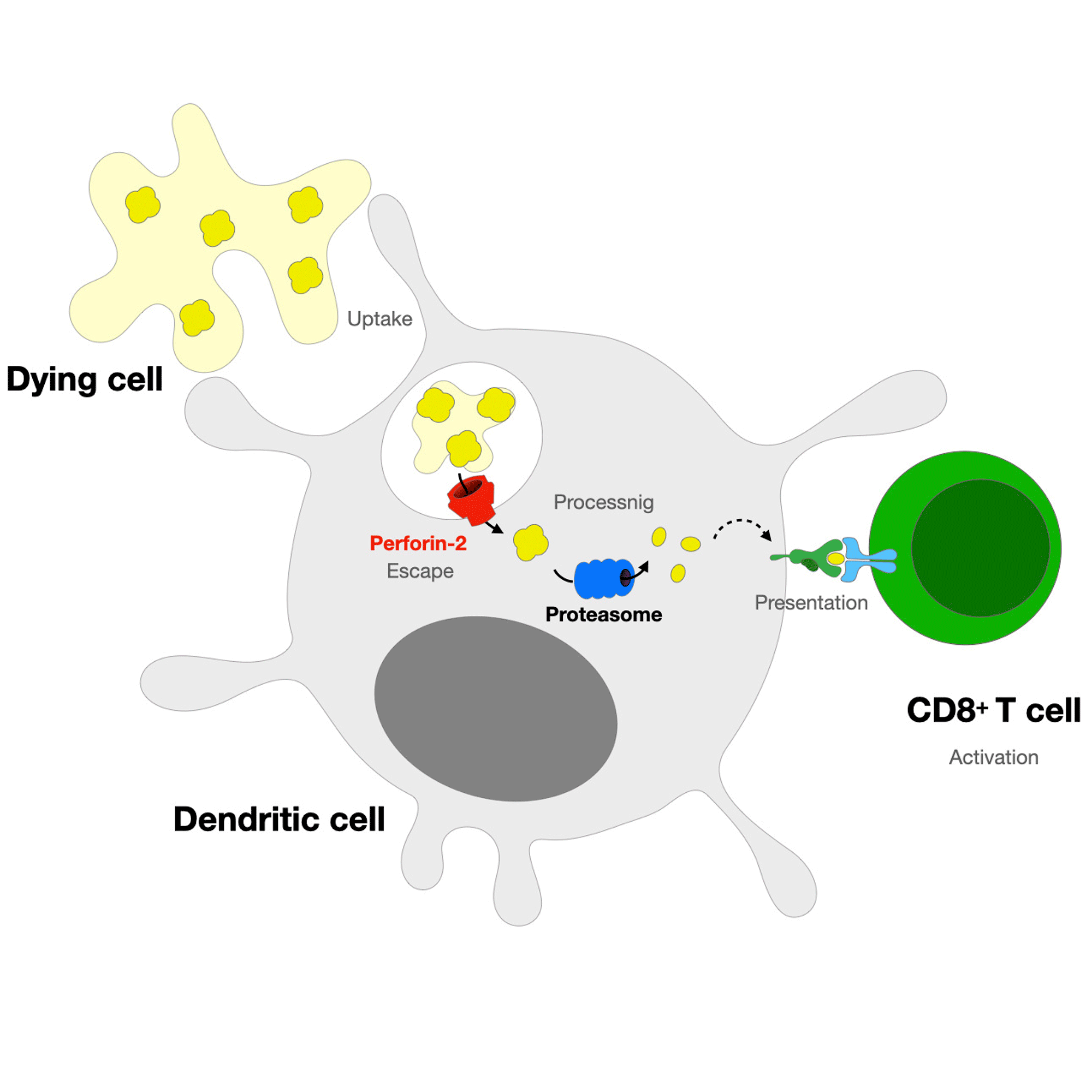 Pore-forming protein perforin-2 is critical to immune response by ...
