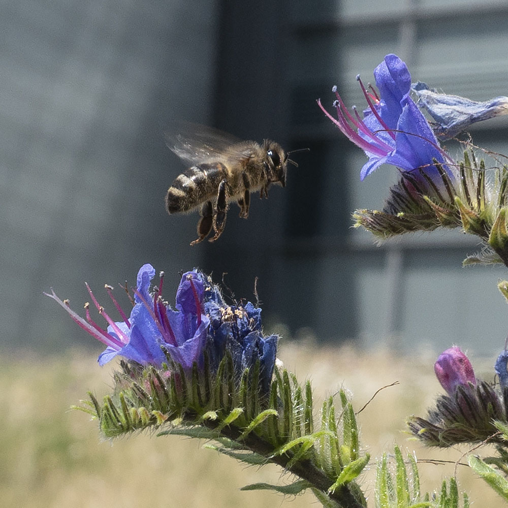 Meet the LMBees - MRC Laboratory of Molecular Biology