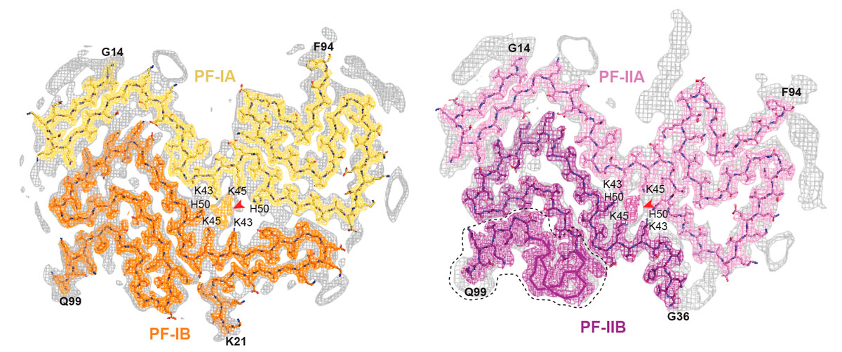 Michel Goedert - MRC Laboratory of Molecular Biology
