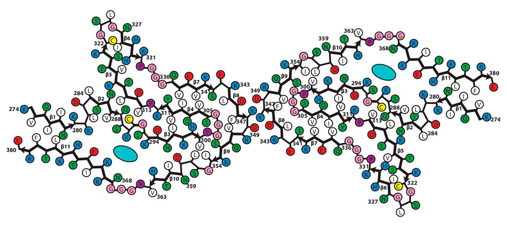 A novel tau fold in the neurodegenerative disease corticobasal ...