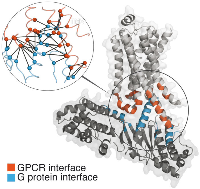 Revealing how GPCRs activate Gα proteins. - MRC Laboratory of Molecular ...