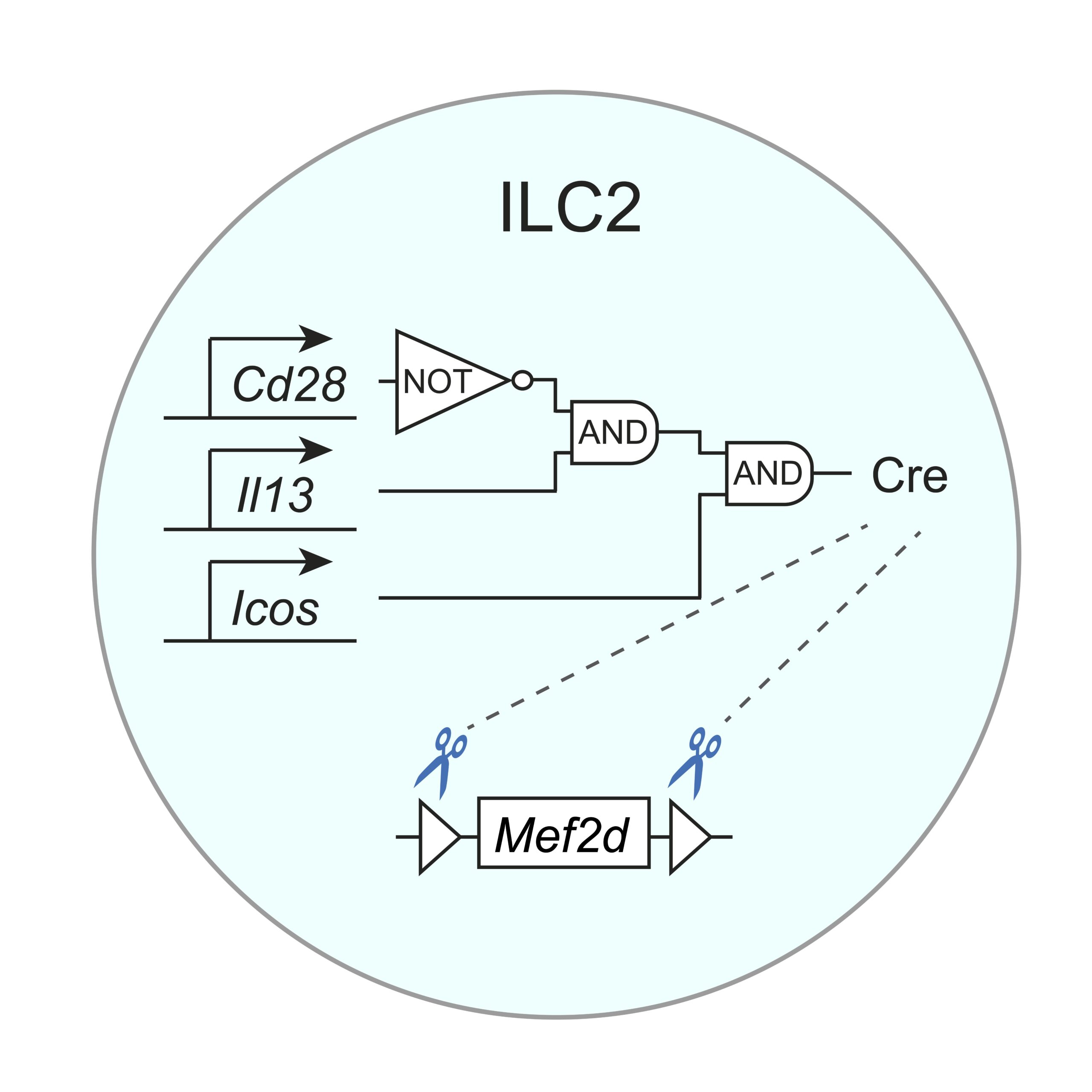 Transcription factor Mef2d is crucial to the function of type-2 innate ...