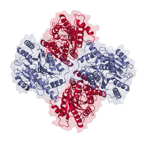 Structure of brain receptor linked to learning - MRC Laboratory of ...