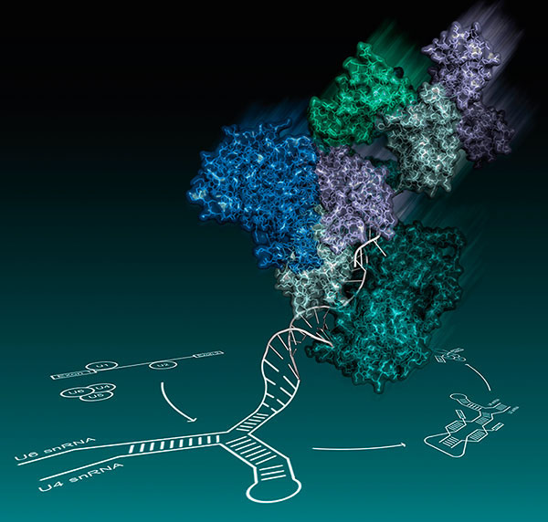 Insights into spliceosomal activation and molecular pathology of ...