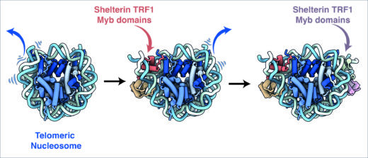 Cryo-EM structures reveal the unexpected ability of shelterin to ...
