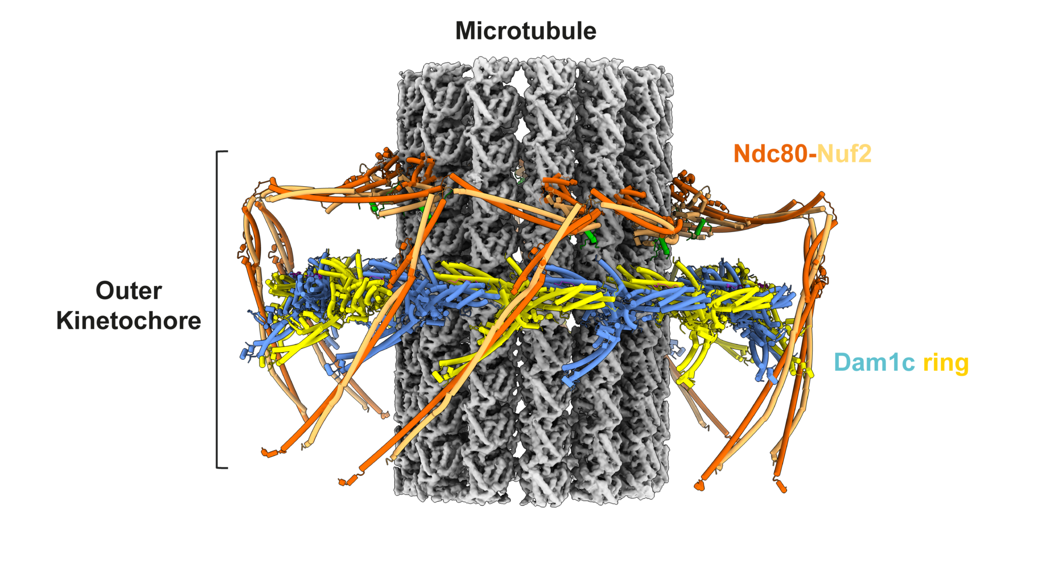 Molecular mechanics of mitotic error correction revealed by cryo-EM ...