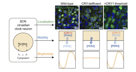 Cryptochrome proteins are integral to maintain time within the brain’s ...