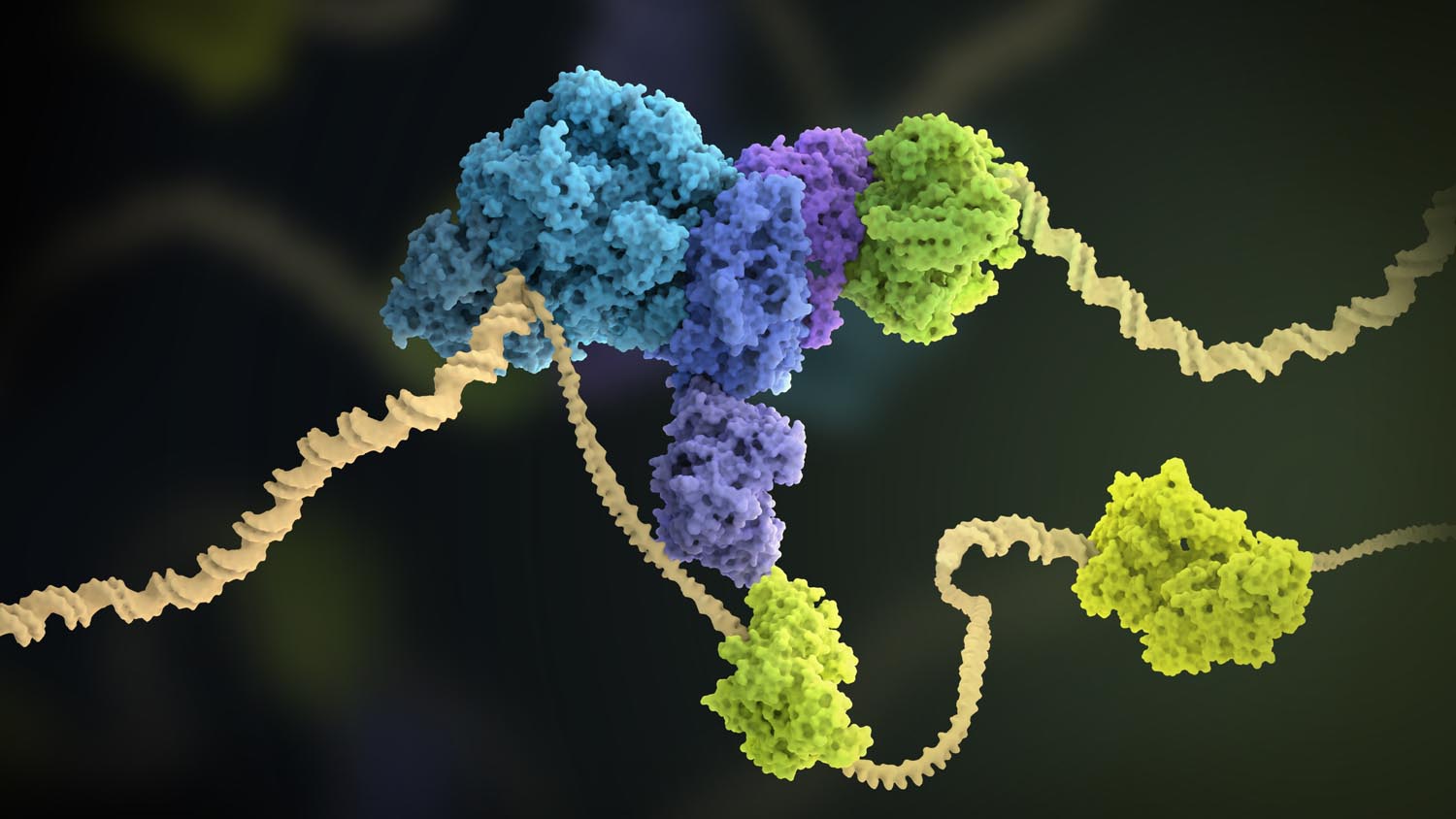 Functional human replisome reconstituted for the first time - MRC ...
