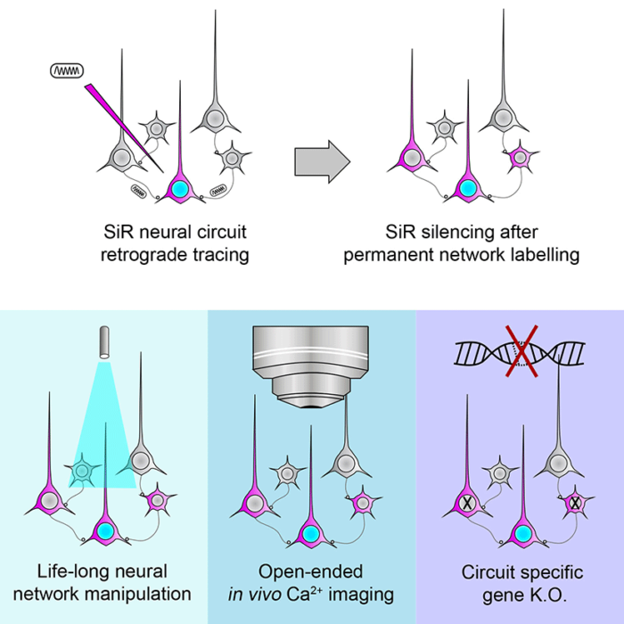 A new tool to study neural networks - MRC Laboratory of Molecular Biology
