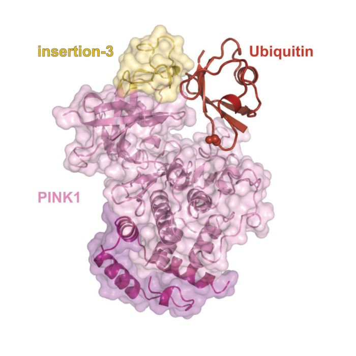 New insights into ubiquitin phosphorylation and the development of ...