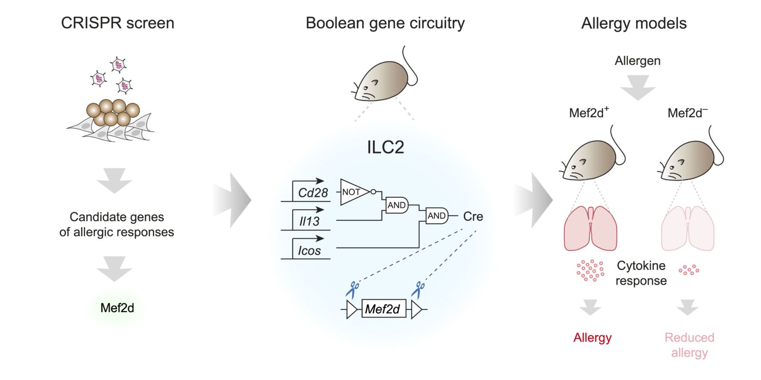 Transcription factor Mef2d is crucial to the function of type-2 innate ...