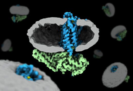 High-resolution structure of a GPCR-arrestin complex - MRC Laboratory ...