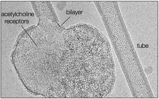 Cryo-EM structure of a cholinergic cell membrane reveals importance of ...