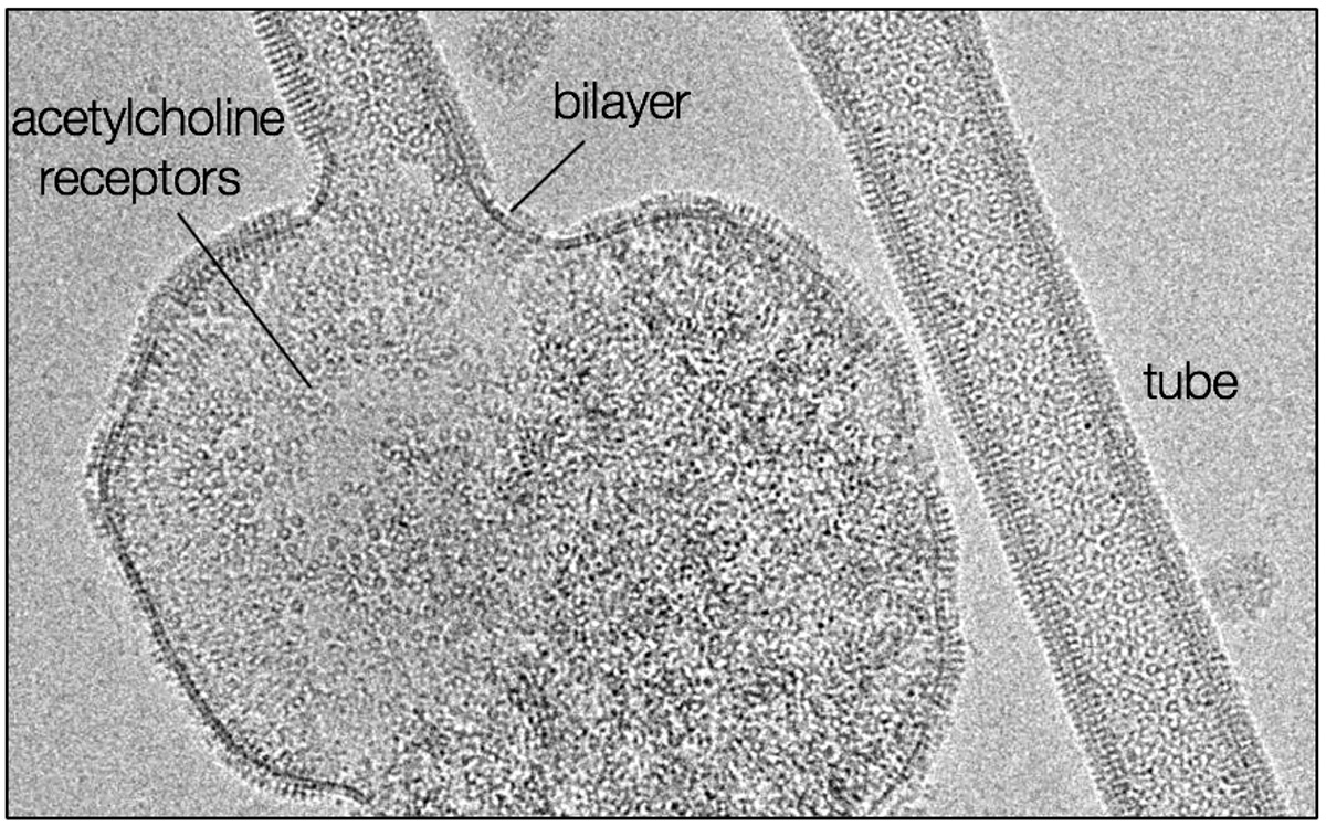 Cryo-EM structure of a cholinergic cell membrane reveals importance of ...