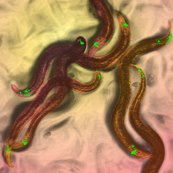 2002 - Sydney Brenner, Bob Horvitz & John Sulston - MRC Laboratory of ...